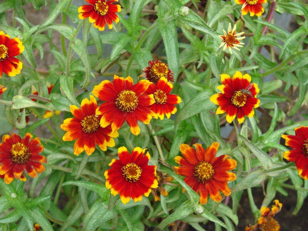 Photo of the bloom of Mexican Zinnia (Zinnia haageana 'Old Mexico ...