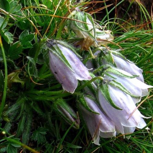 Alpine Bellflower (Campanula alpina) in the Bellflowers Database ...