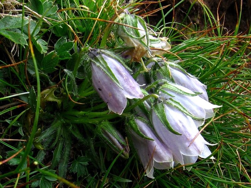 Alpine Bellflower (Campanula alpina) in the Bellflowers Database ...