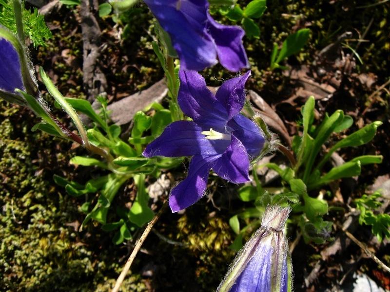 Bellflower (Campanula ciliata) in the Bellflowers Database - Garden.org