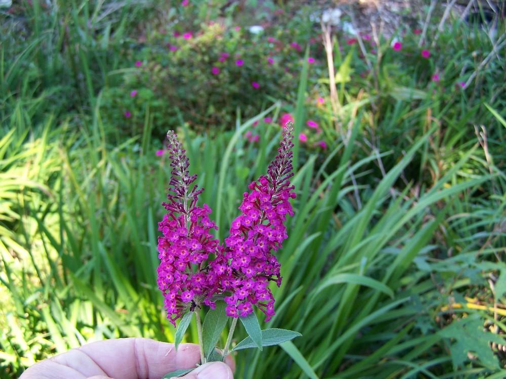 Photo of the bloom of Butterfly Bush (Buddleja davidii Cranrazz ...