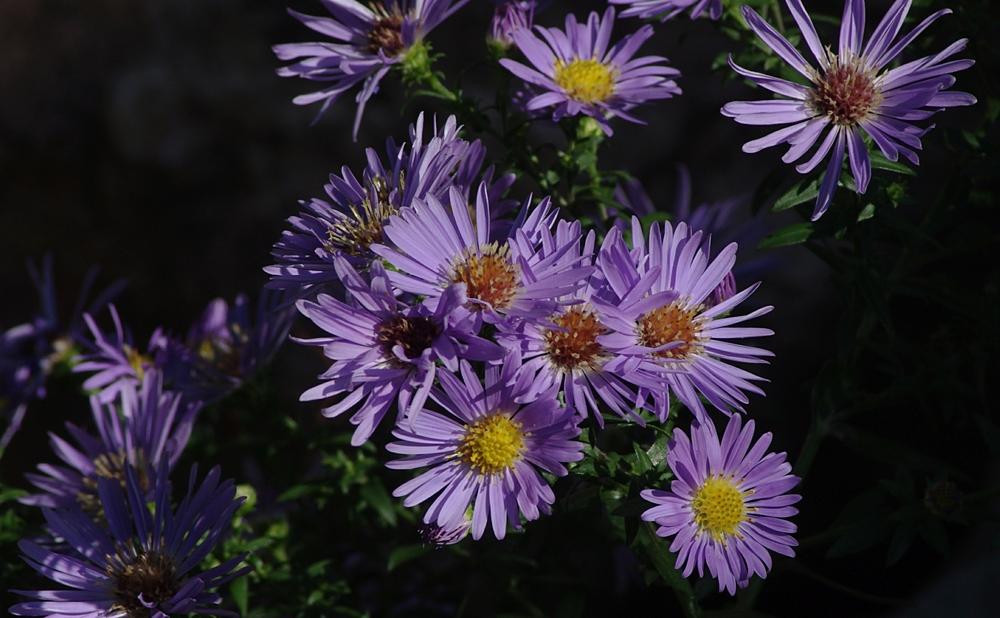 Asters: Plant Care and Collection of Varieties - Garden.org