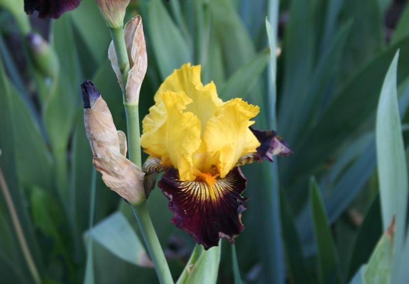 Photo of the bloom of Tall Bearded Iris (Iris 'Pirate Ahoy') posted by ...