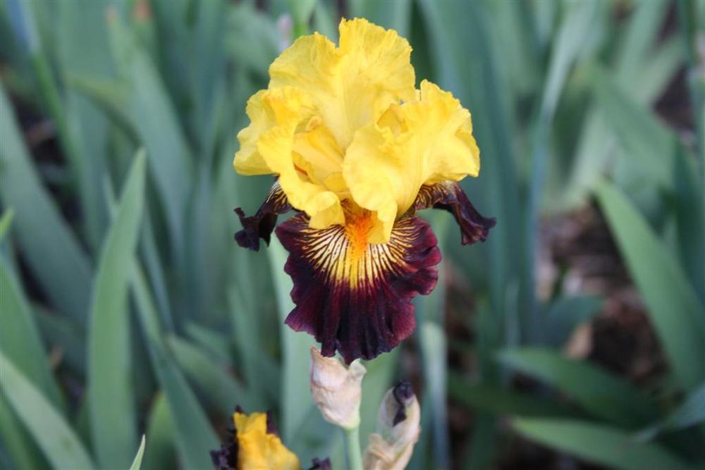 Photo of the bloom of Tall Bearded Iris (Iris 'Pirate Ahoy') posted by ...