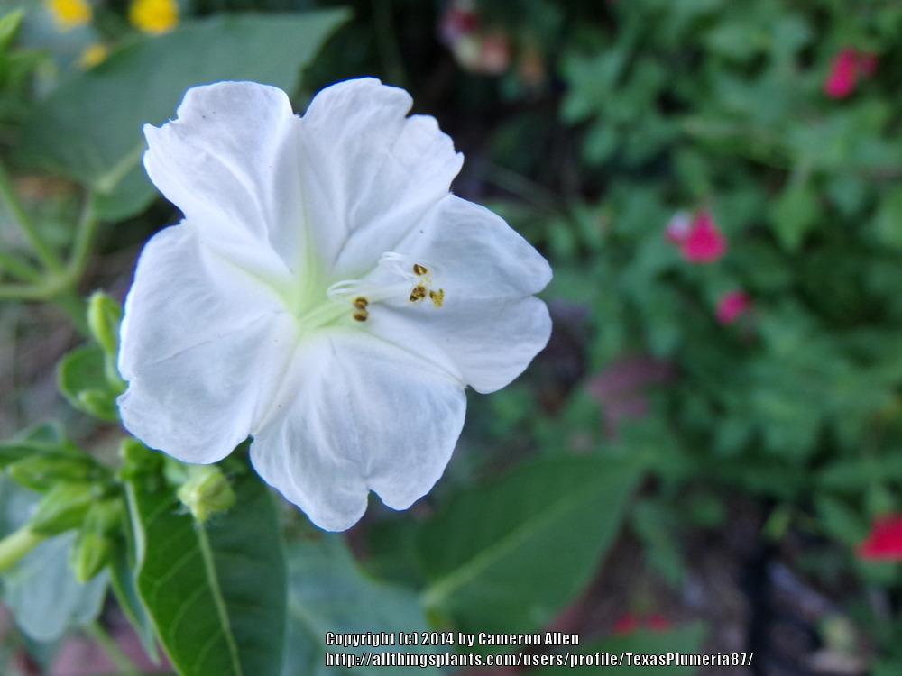 The Main Plant entry for Mirabilis - Garden.org