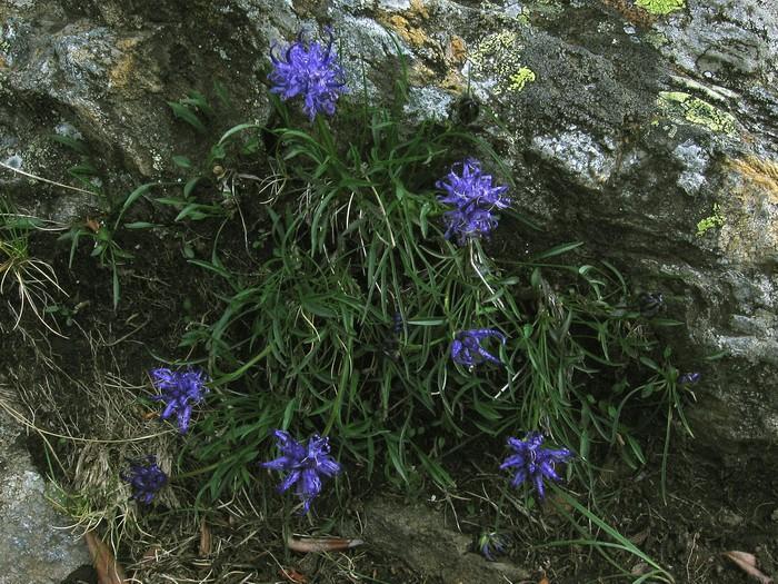 Phyteuma hemisphaericum - Garden.org