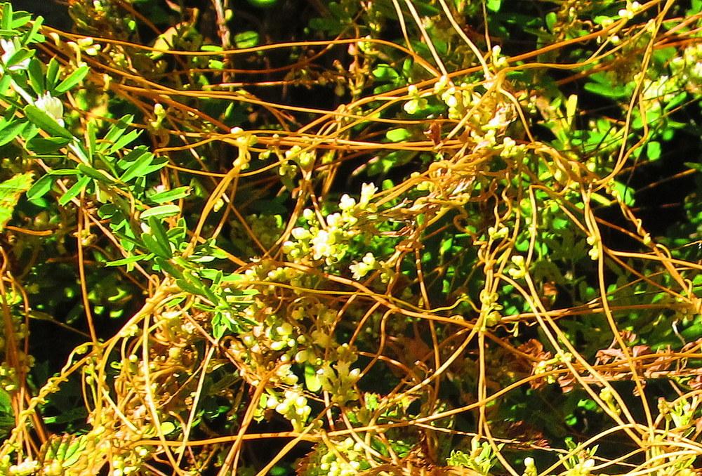 Photo of the bloom of Field Dodder (Cuscuta pentagona) posted by jmorth ...