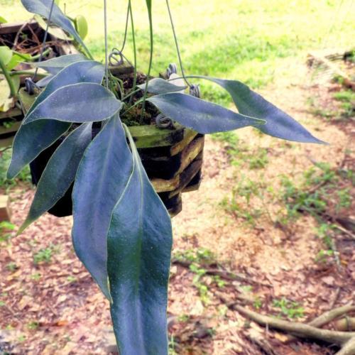 Microsorum siamensis - Garden.org