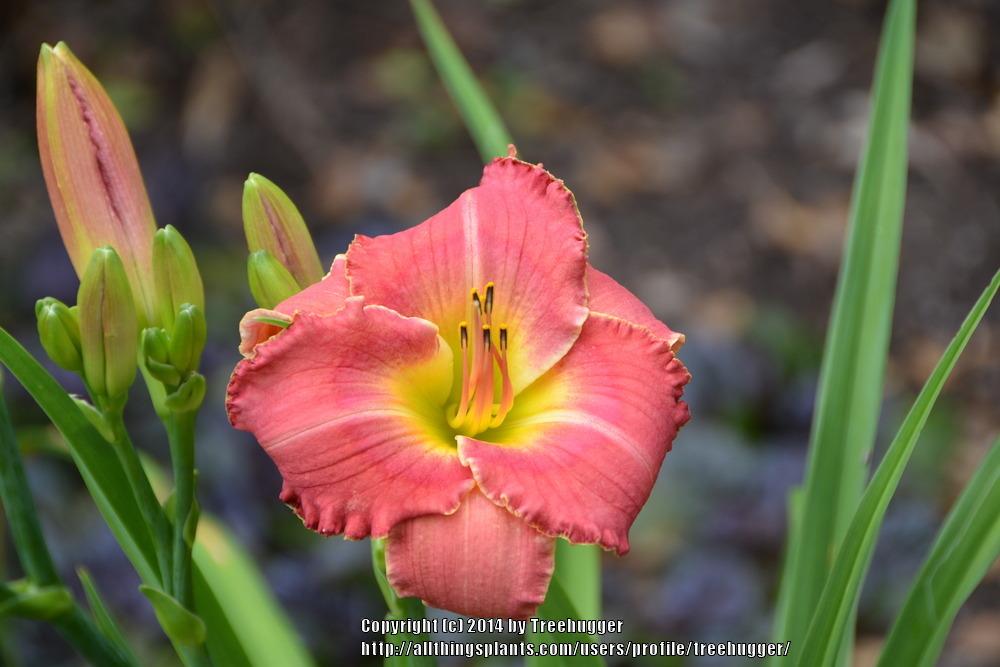 Daylily (Hemerocallis 'August Sunset') in the Daylilies Database ...