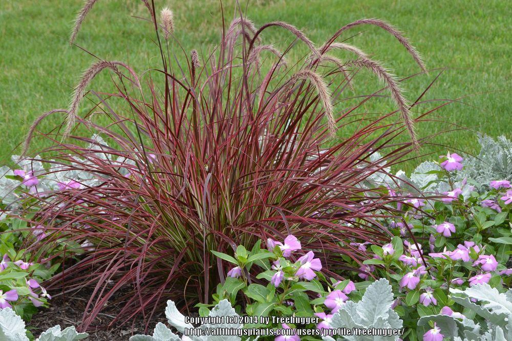 Photo of the entire plant of Fountain Grass (Cenchrus setaceus ...