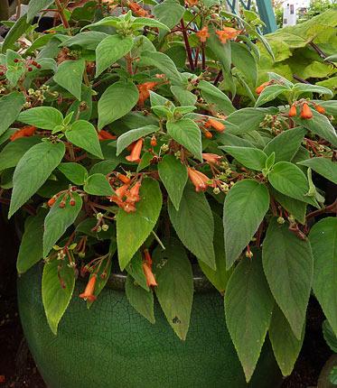 Moussonia (Moussonia elegans 'Taylor's Selection') - Garden.org