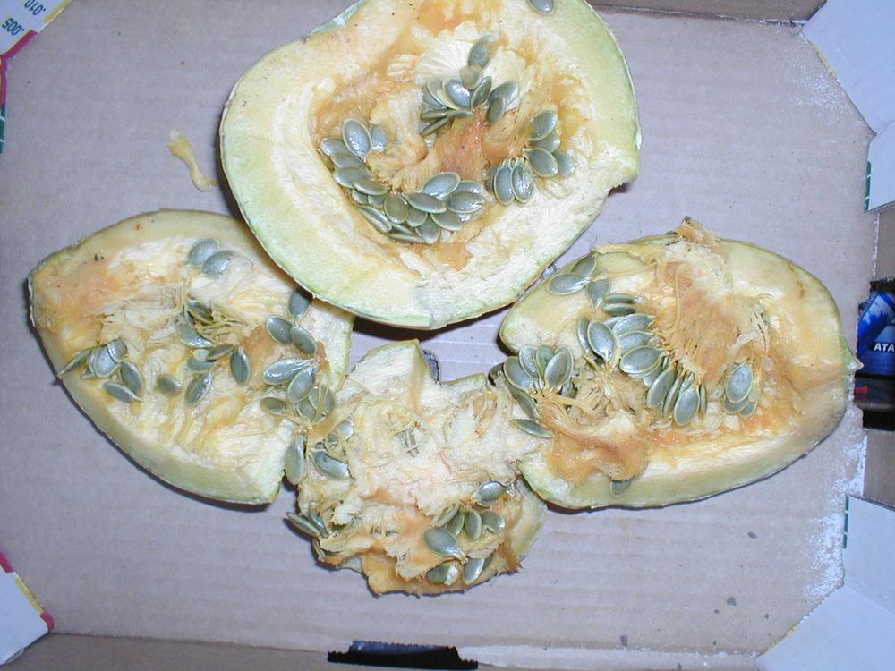Photo of the seeds of Cucurbita pepo subsp. pepo 'Tschermak' posted by ...
