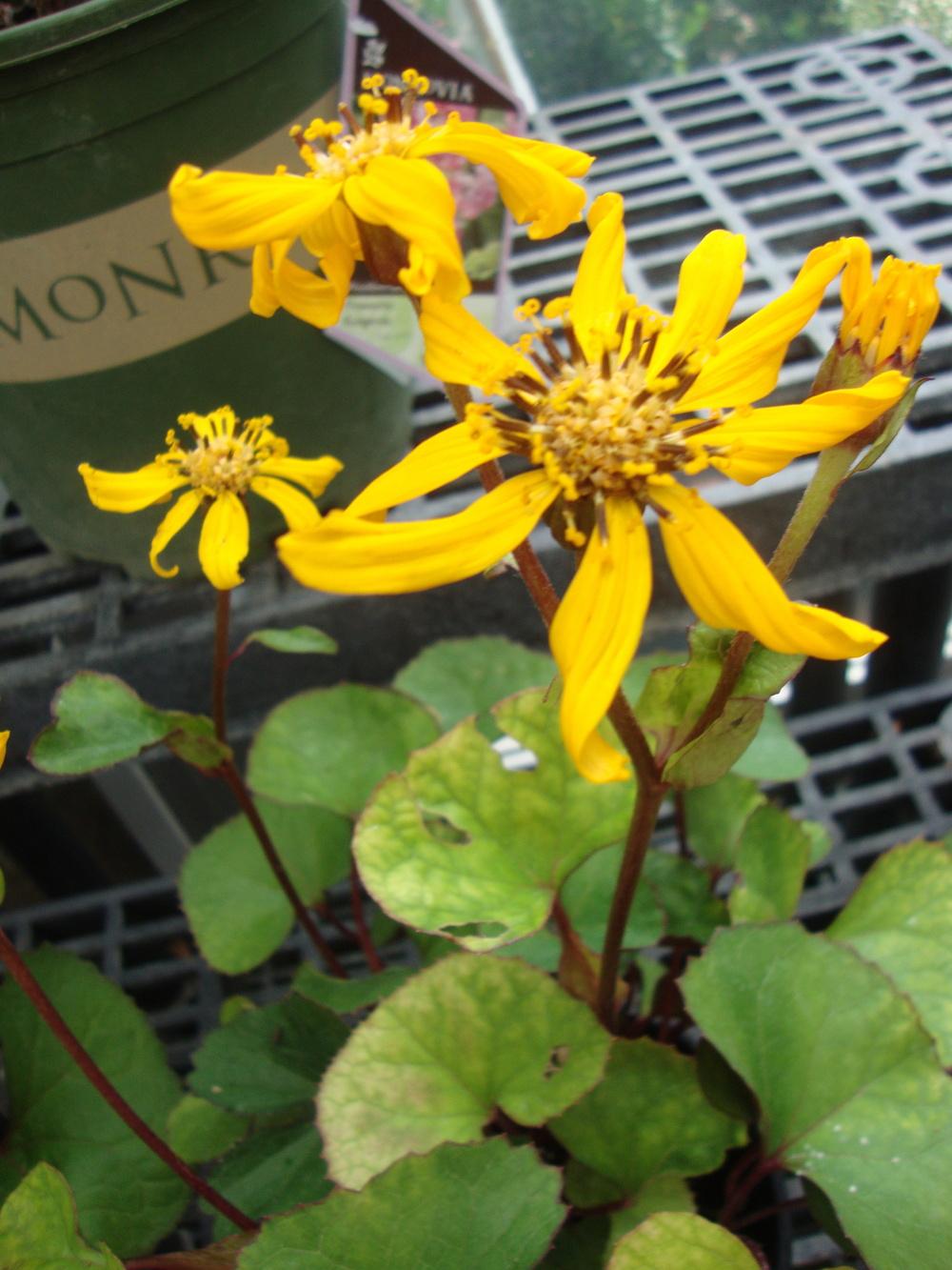 Ligularias: Plant Care and Collection of Varieties - Garden.org