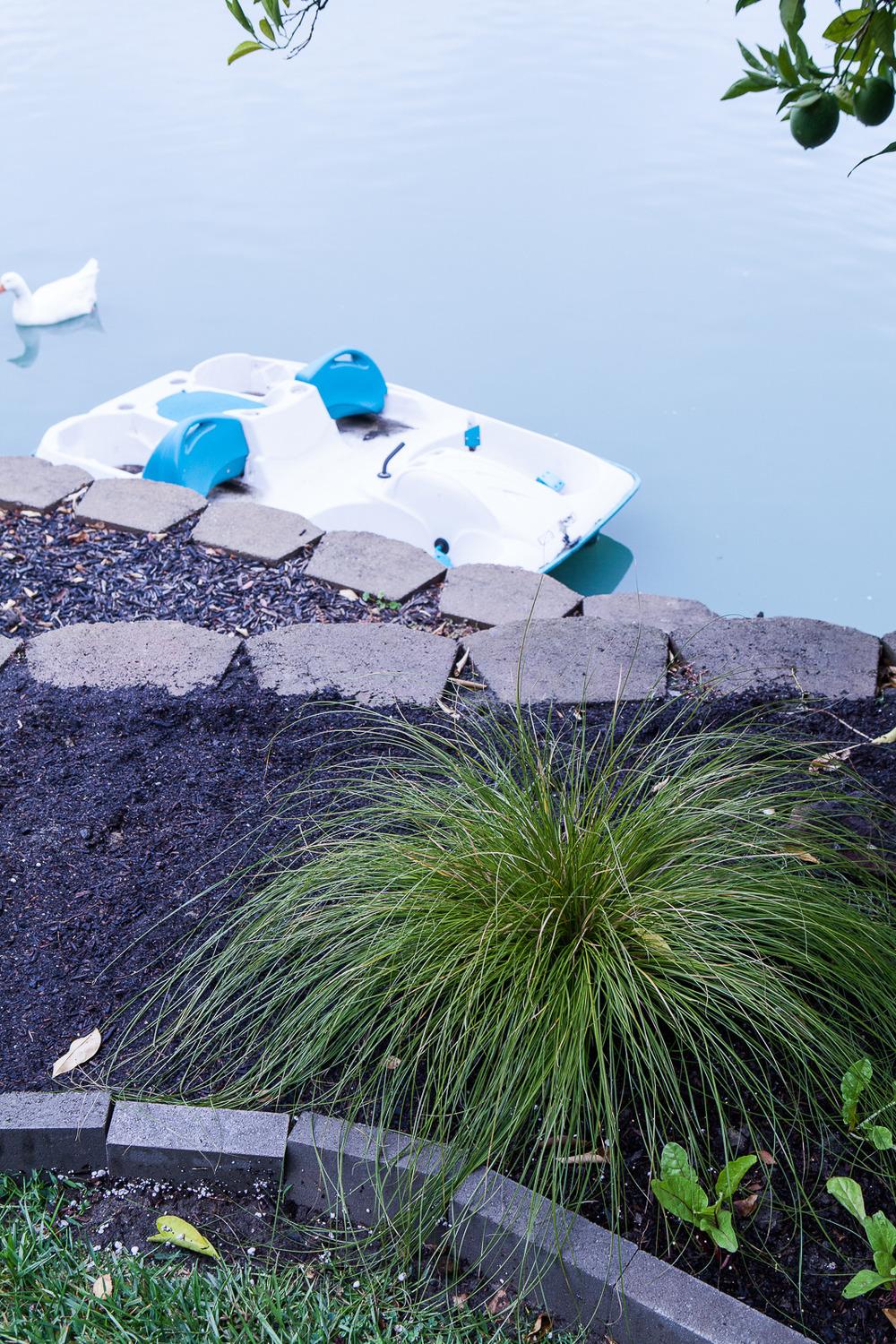 Photo of the entire plant of Sedge (Carex testacea 'Prairie Fire ...