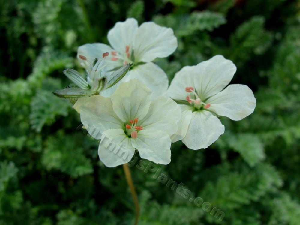 Yellow Heron's Bill (Erodium chrysanthum) in the Erodiums Database ...