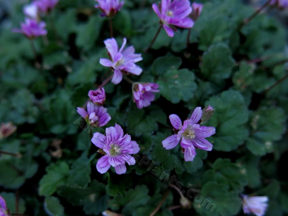 Photo of the bloom of Alpine Geranium (Erodium 'Flore Pleno') posted by ...