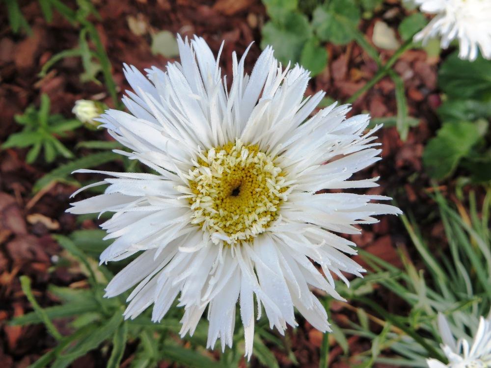 Shasta Daisies: Plant Care and Collection of Varieties - Garden.org