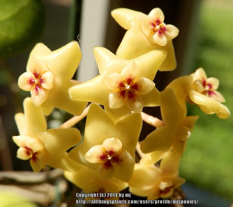 Hoyas: Plant Care and Collection of Varieties - Garden.org