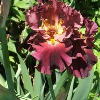 Photo of the bloom of Tall Bearded Iris (Iris 'Rip City') posted by ...