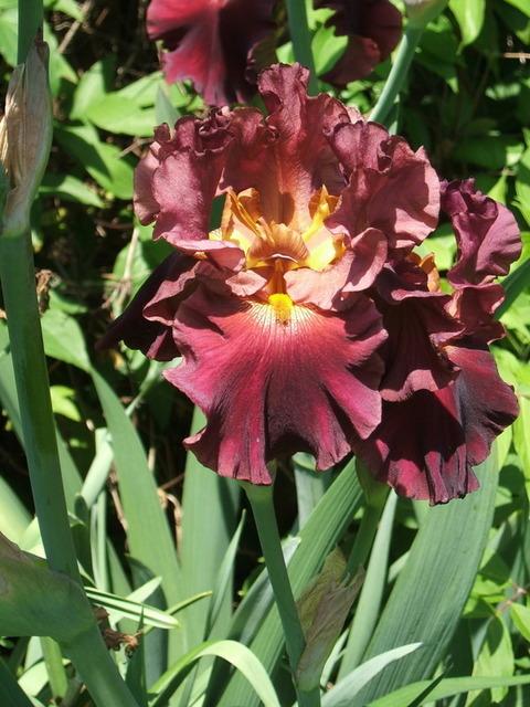 Photo of the bloom of Tall Bearded Iris (Iris 'Rip City') posted by ...