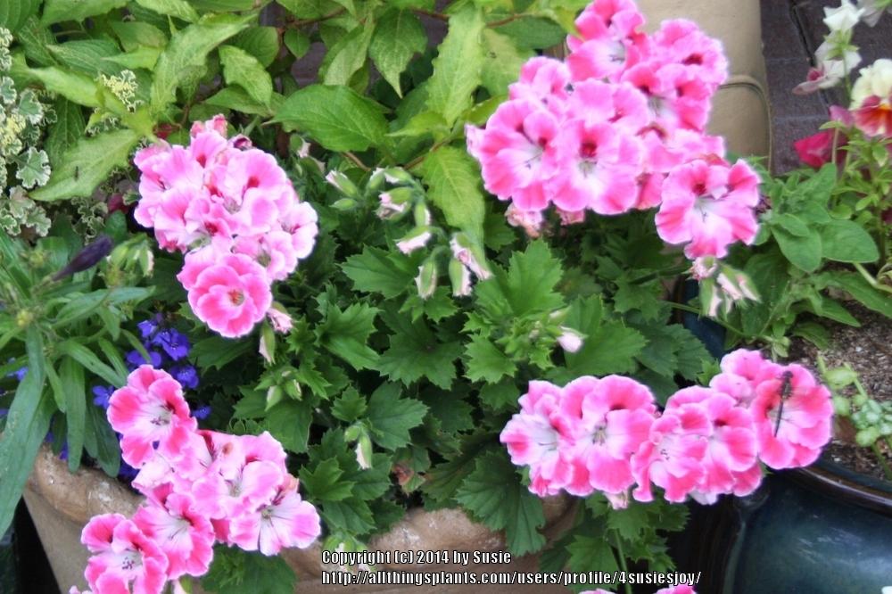 Regal Geranium (Pelargonium x domesticum 'Elegance Sunrise') in the ...
