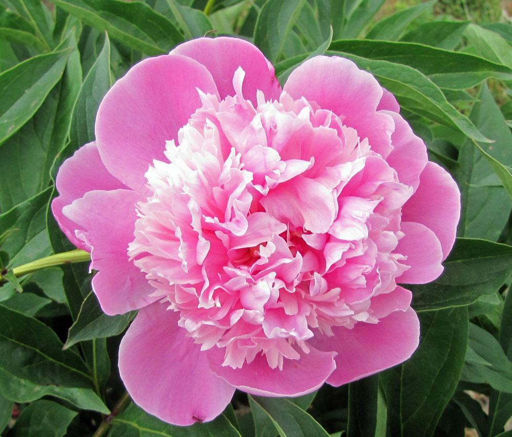 Peonies: Plant Care and Collection of Varieties - Garden.org