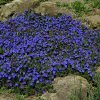 Lithodora (Glandora prostrata 'Grace Ward') - Garden.org