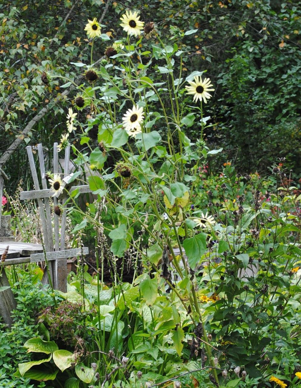 Photo of the entire plant of Sunflower (Helianthus 'Italian White ...