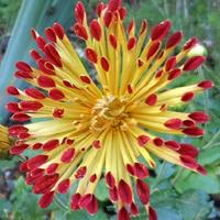 Photo of the bloom of Mum (Chrysanthemum 'Matchsticks') posted by ...