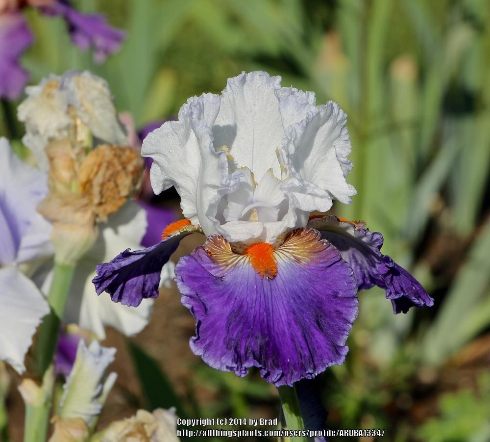 Tall Bearded Iris (Iris 'Ragtop Day') in the Irises Database - Garden.org