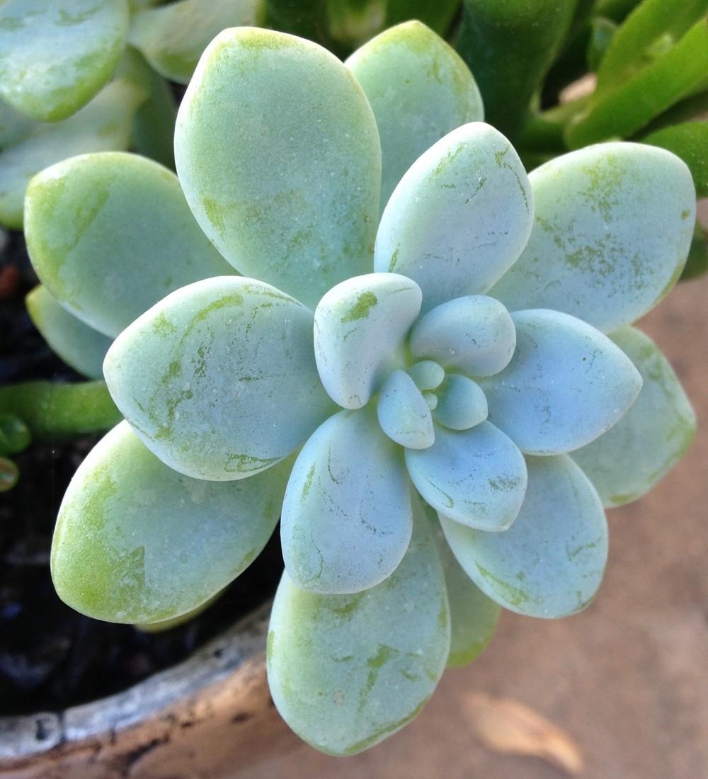 Sedums: Plant Care and Collection of Varieties - Garden.org