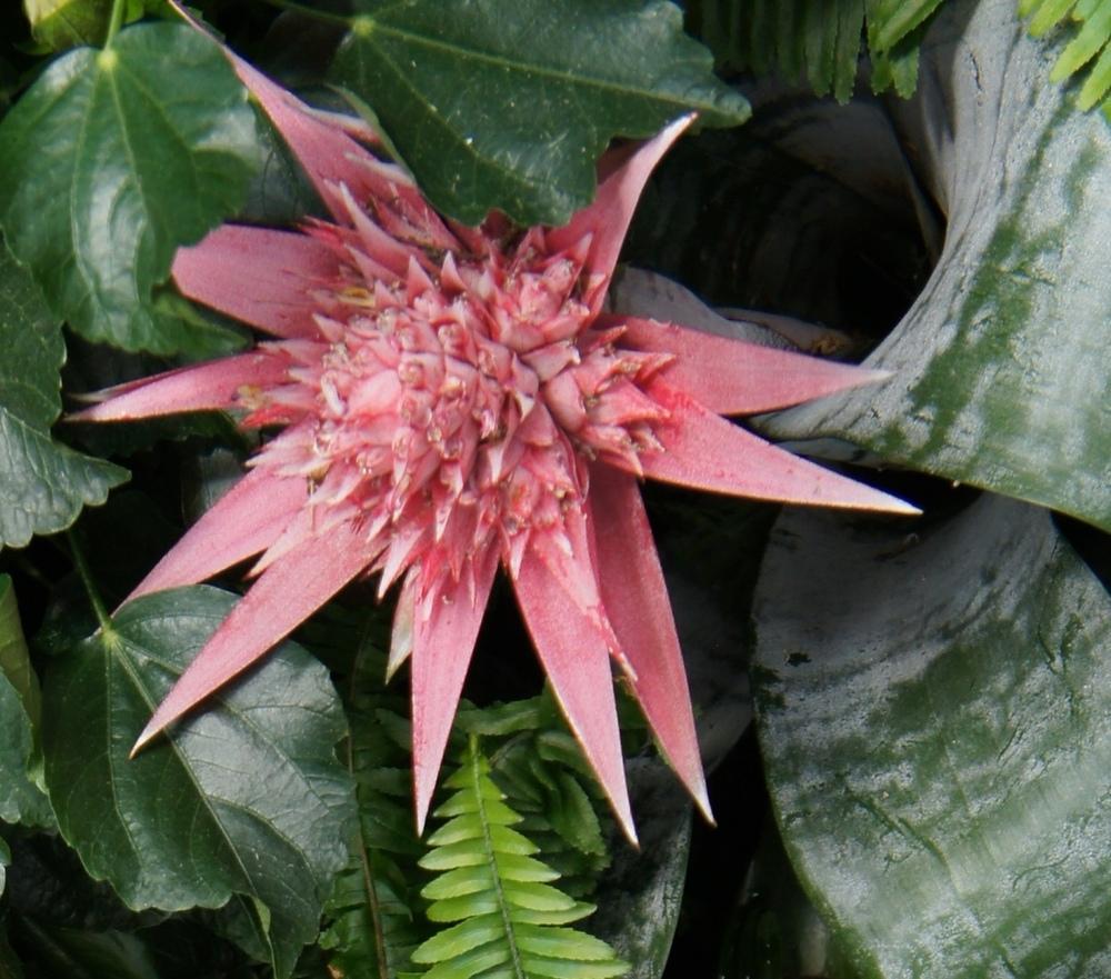 Photo of the bloom of Urn Plant (Aechmea fasciata 'Primera') posted by ...