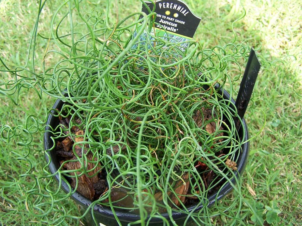 Spiral Rush (Juncus filiformis 'Spiralis') - Garden.org