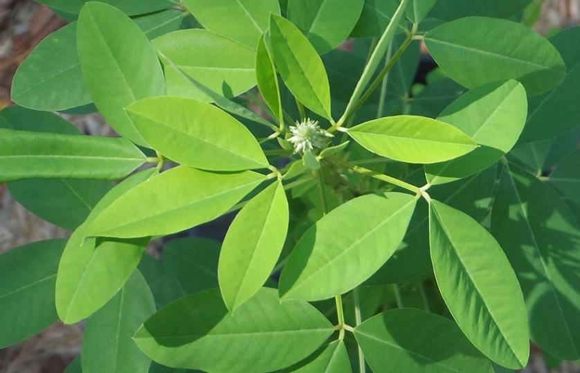 Photo of the closeup of buds, sepals and receptacles of Chipilin ...