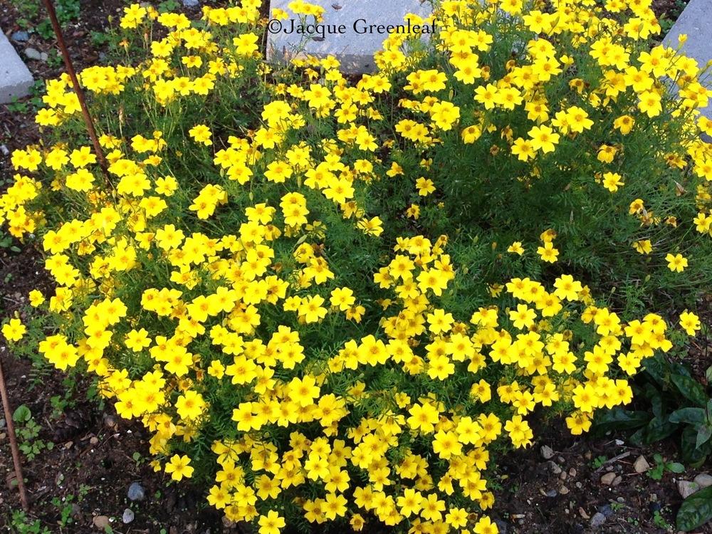 Photo of the entire plant of Signet Marigold (Tagetes tenuifolia 'Lemon ...