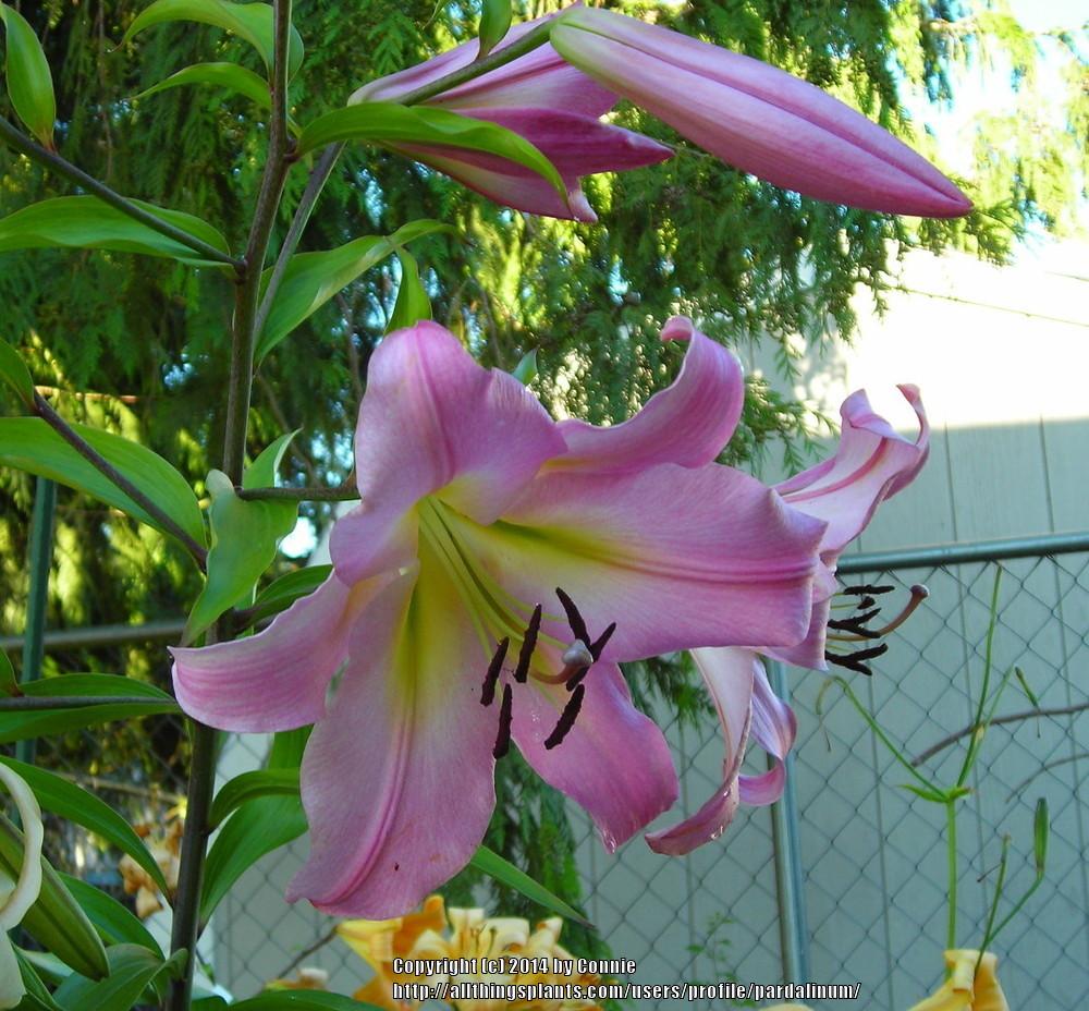 Photo of the bloom of Lily (Lilium 'Madame Butterfly') posted by ...