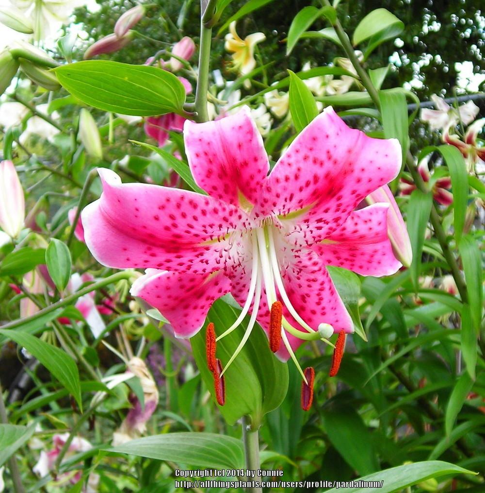 Lily (Lilium 'Summer's End') in the Lilies Database - Garden.org