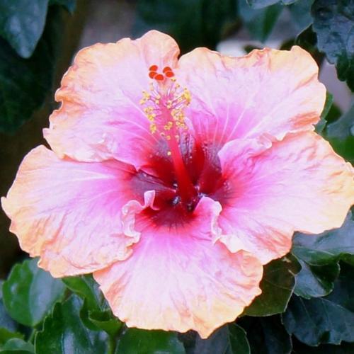 Tropical Hibiscus (Hibiscus rosa-sinensis 'Ross Estey') in the Tropical ...