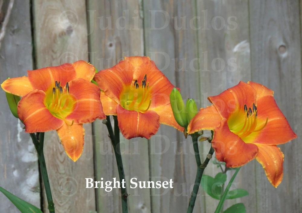 Photo of the bloom of Daylily (Hemerocallis 'Bright Sunset') posted by ...