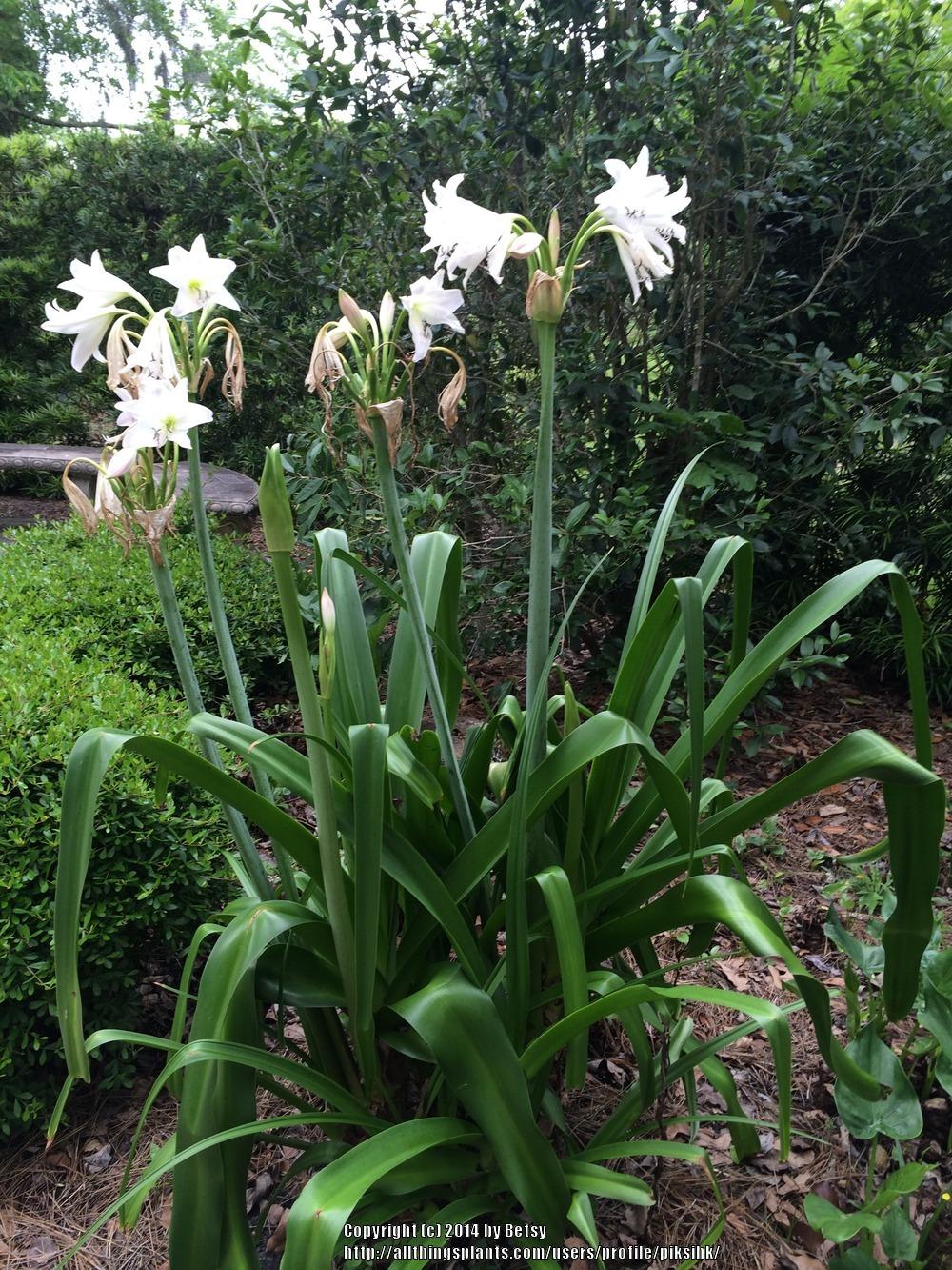 Photo of the entire plant of Crinum (Crinum x powellii 'Album') posted ...