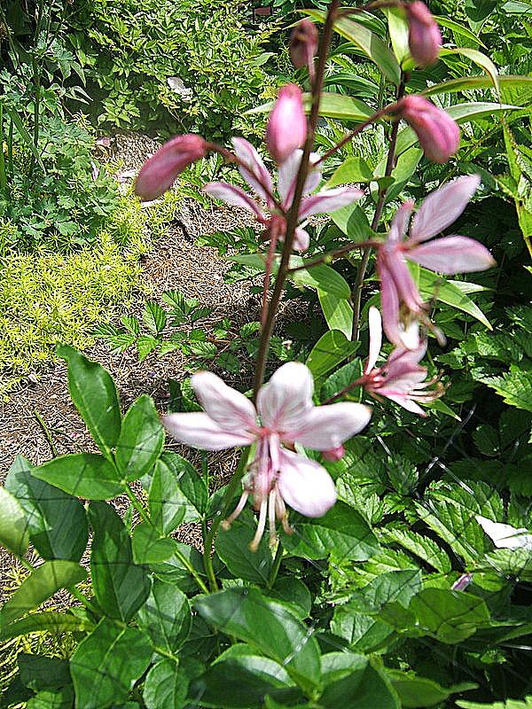 Photo of the bloom of Gas Plant (Dictamnus albus) posted by pirl ...