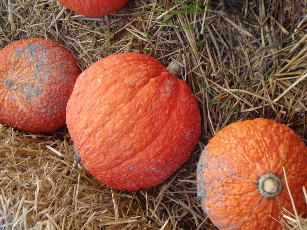 Winter Squash (Cucurbita maxima 'Red Warty Thing') in the Gourds ...