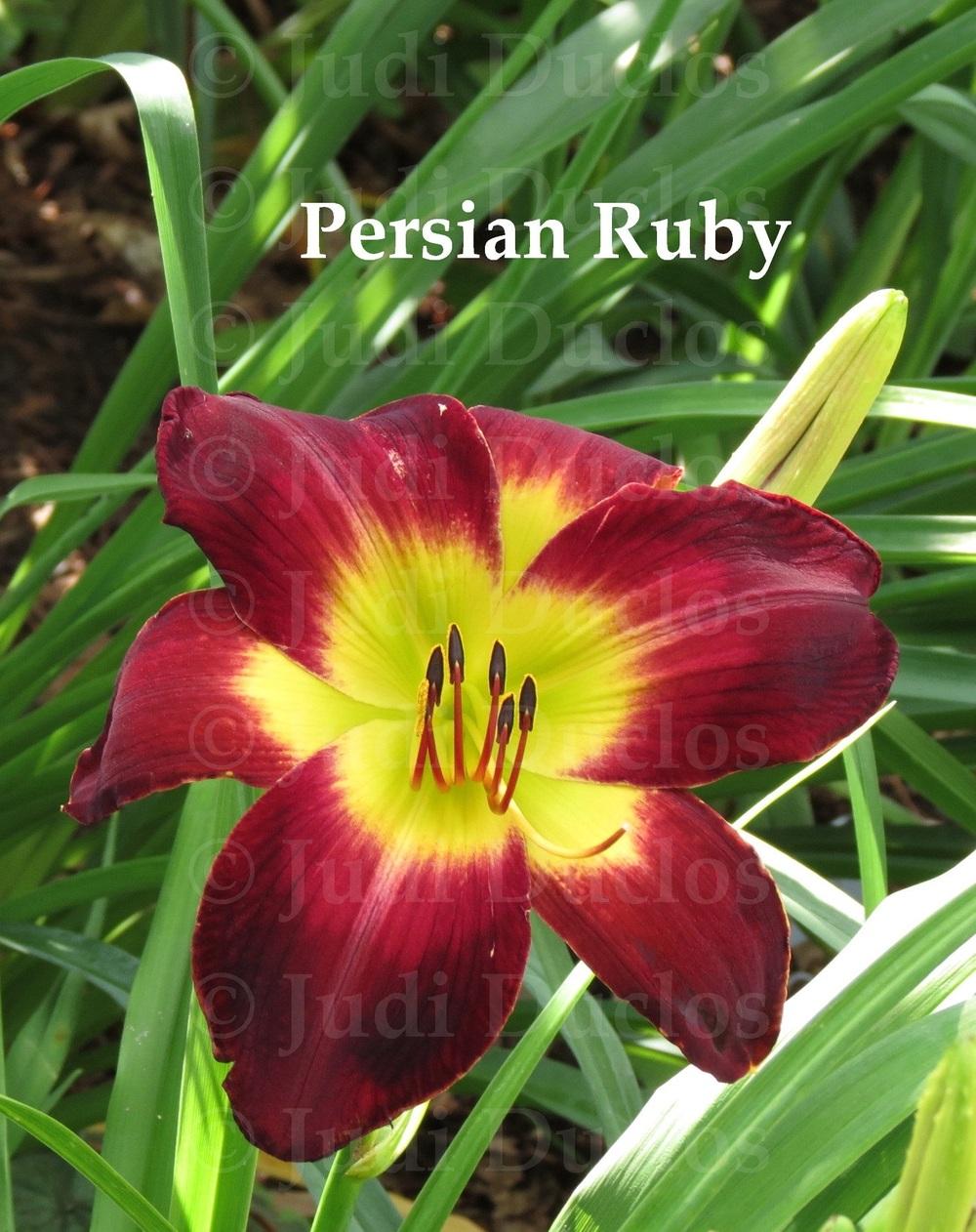 Photo of the bloom of Daylily (Hemerocallis 'Persian Ruby') posted by ...