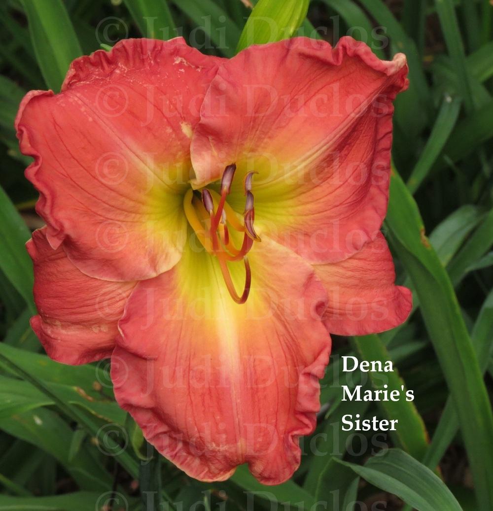 Photo of the bloom of Daylily (Hemerocallis 'Dena Marie's Sister ...