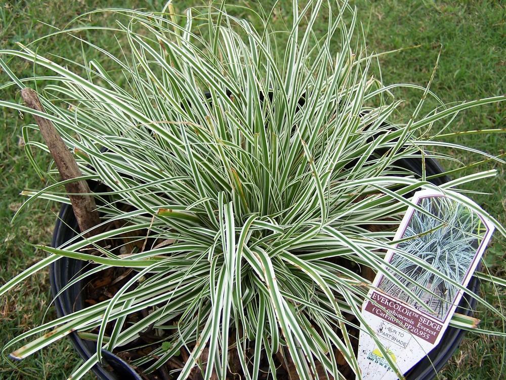 Photo of the leaves of Sedge (Carex oshimensis EverColor® Everest ...