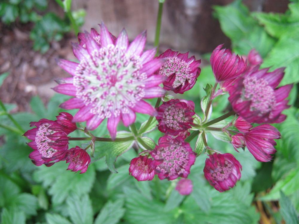 Photo of the bloom of Great Masterwort (Astrantia major 'Rubra') posted ...