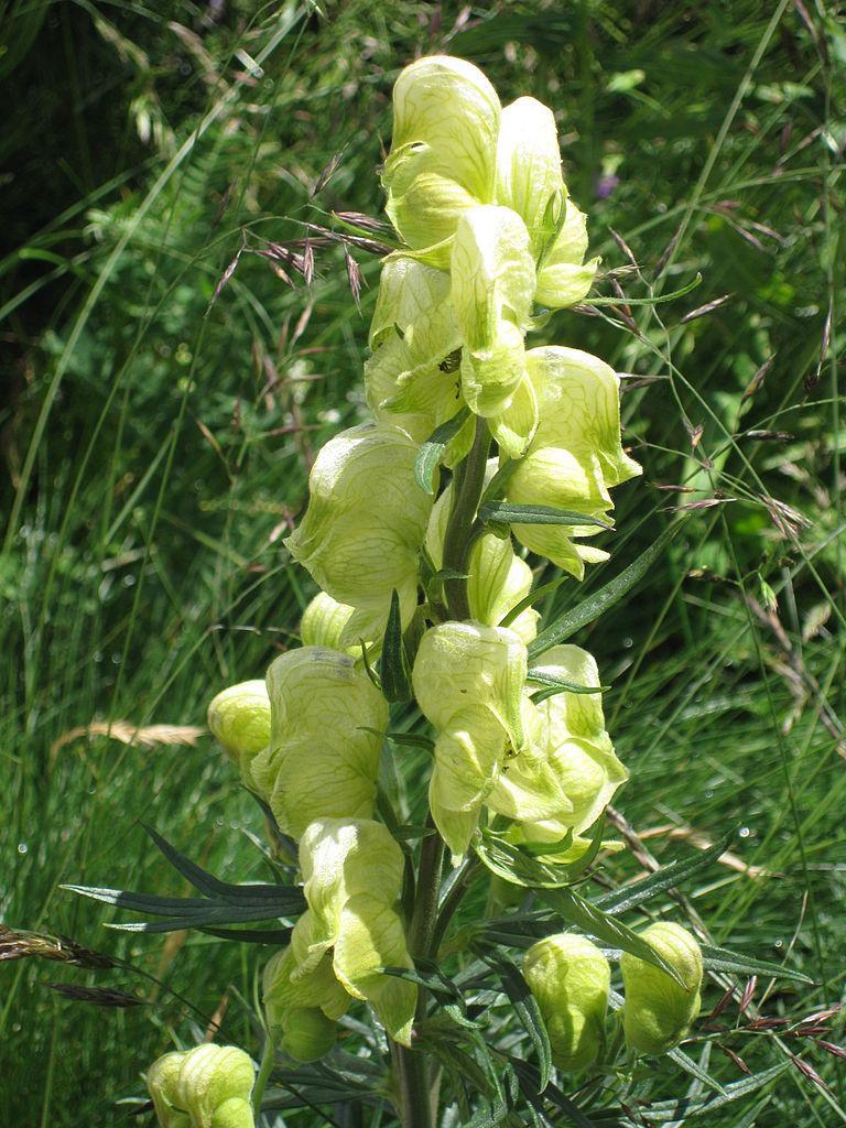 Yellow Monkshood (Aconitum anthora) - Garden.org