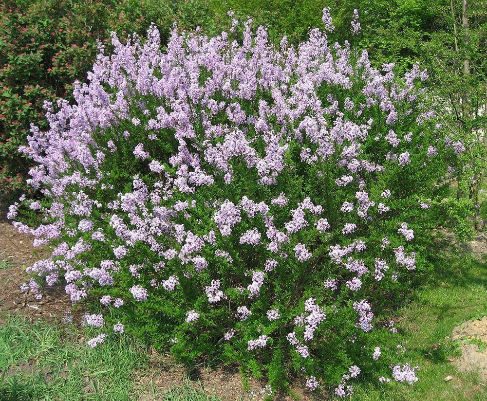 Photo of the entire plant of Little Leaf Lilac (Syringa pubescens subsp ...