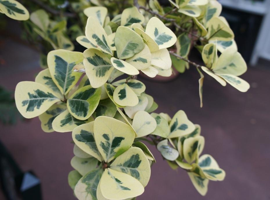 Photo of the leaves of Natal Fig (Ficus natalensis subsp. leprieurii ...