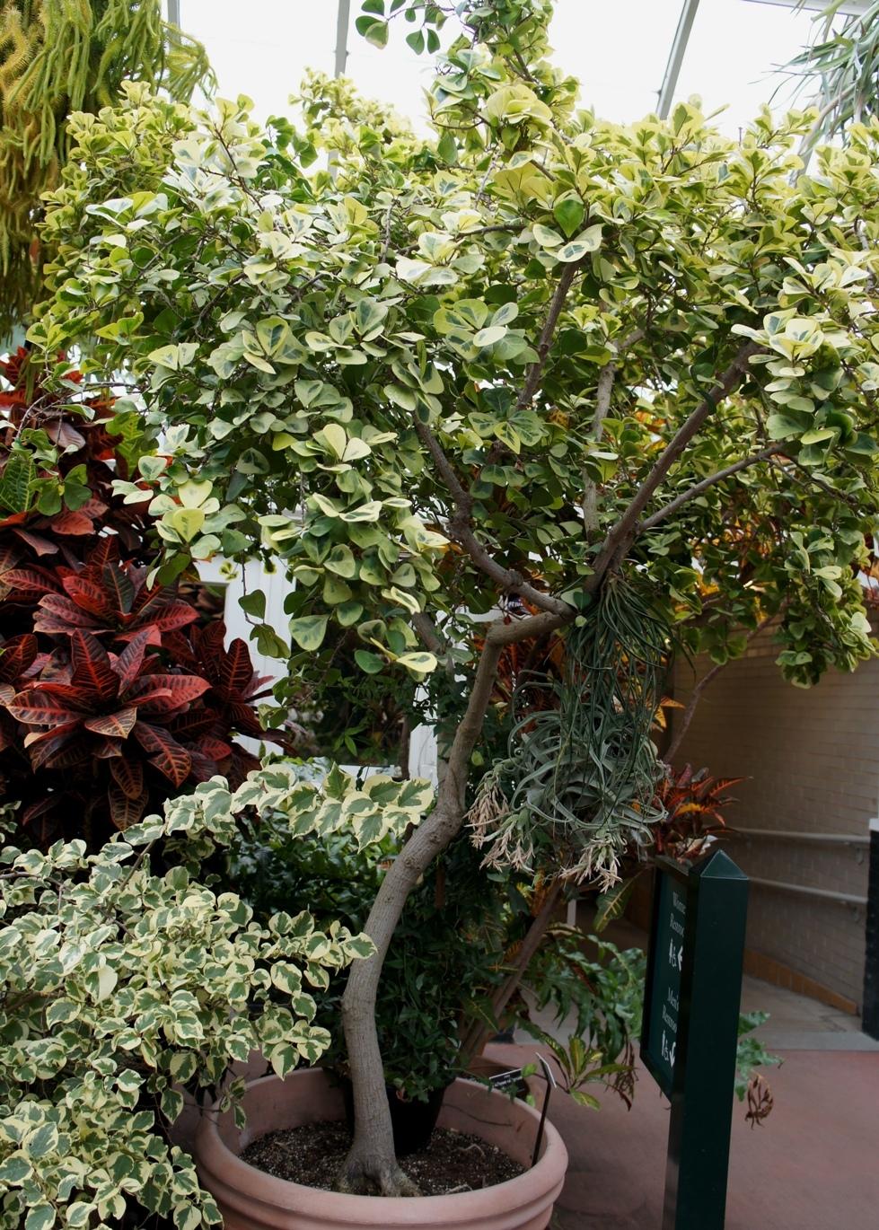 Photo of the entire plant of Natal Fig (Ficus natalensis subsp ...